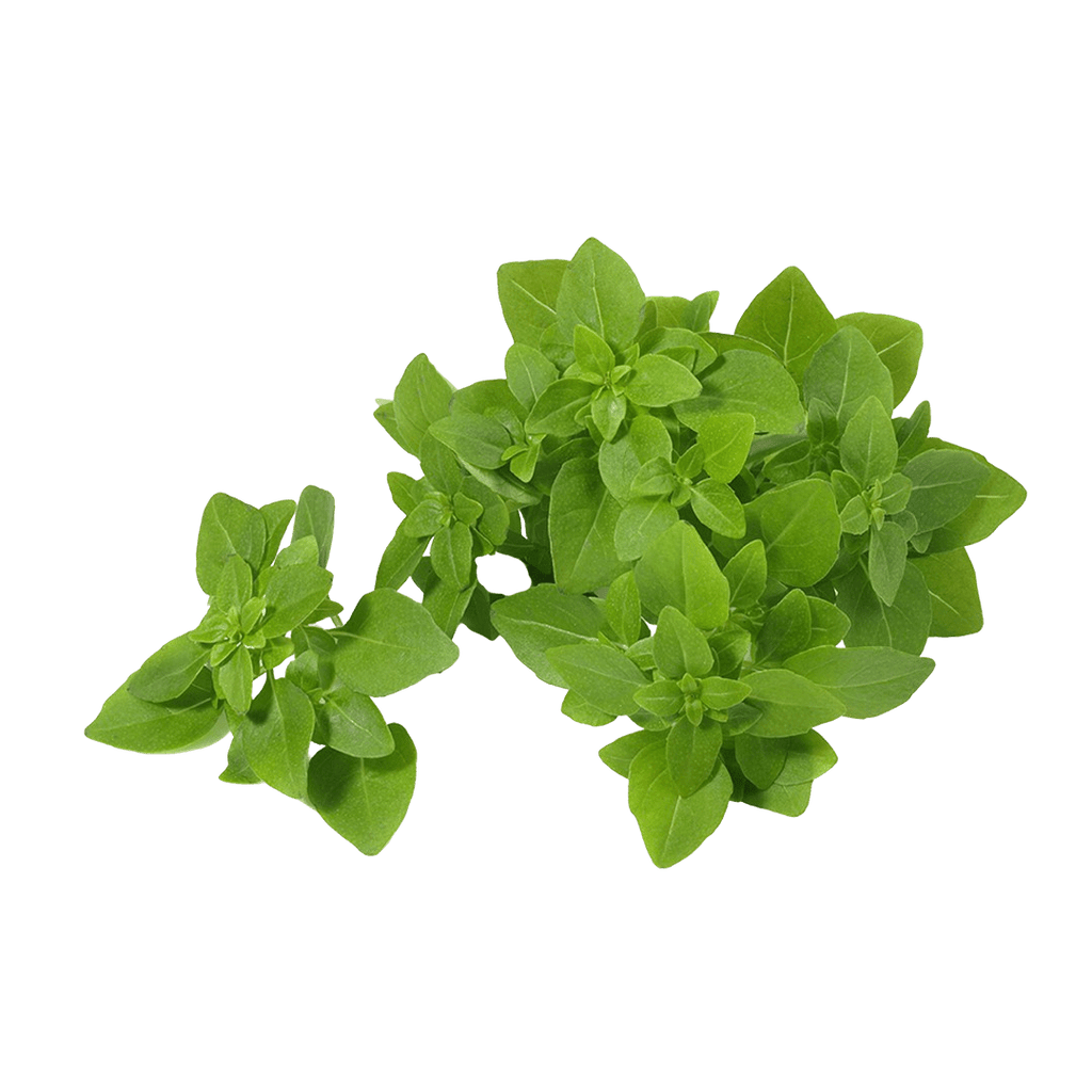 Greek Basil