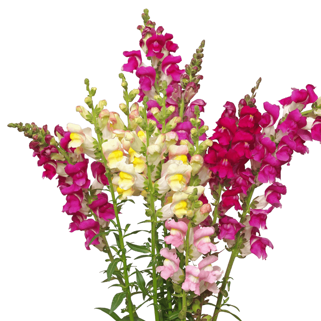 Snapdragon