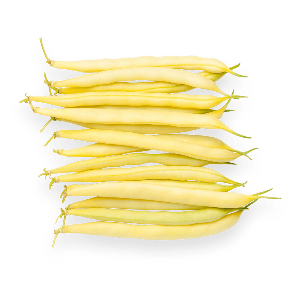 Gold Rush Bean