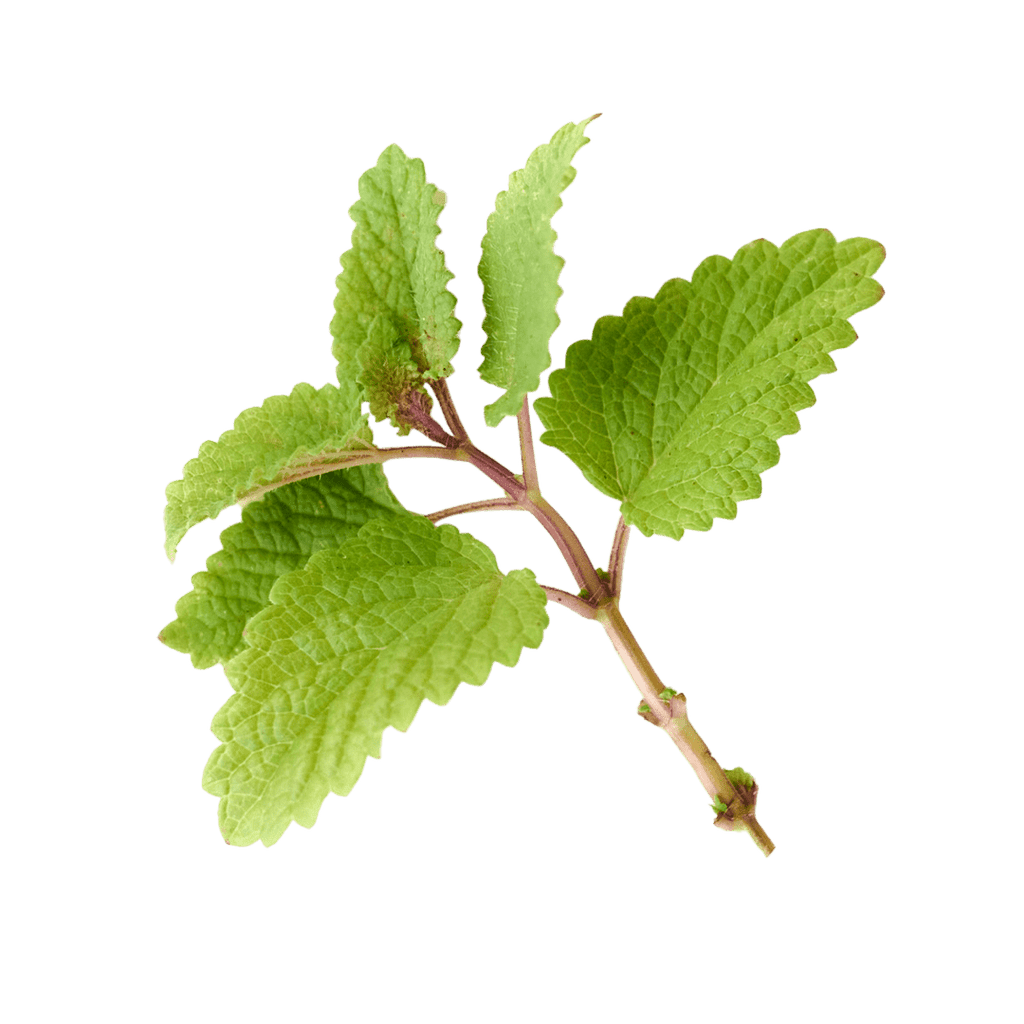 Lemon Balm