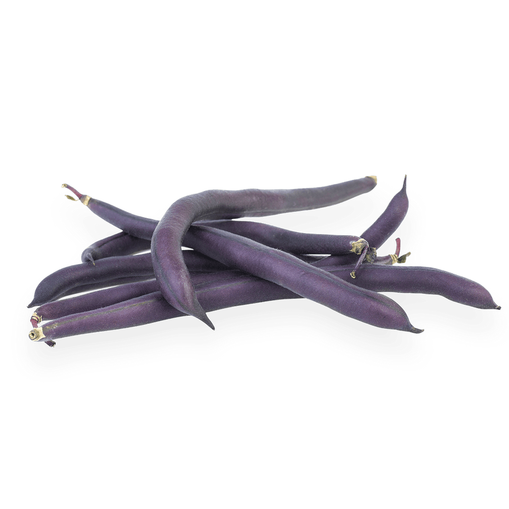 Celine Purple Bean